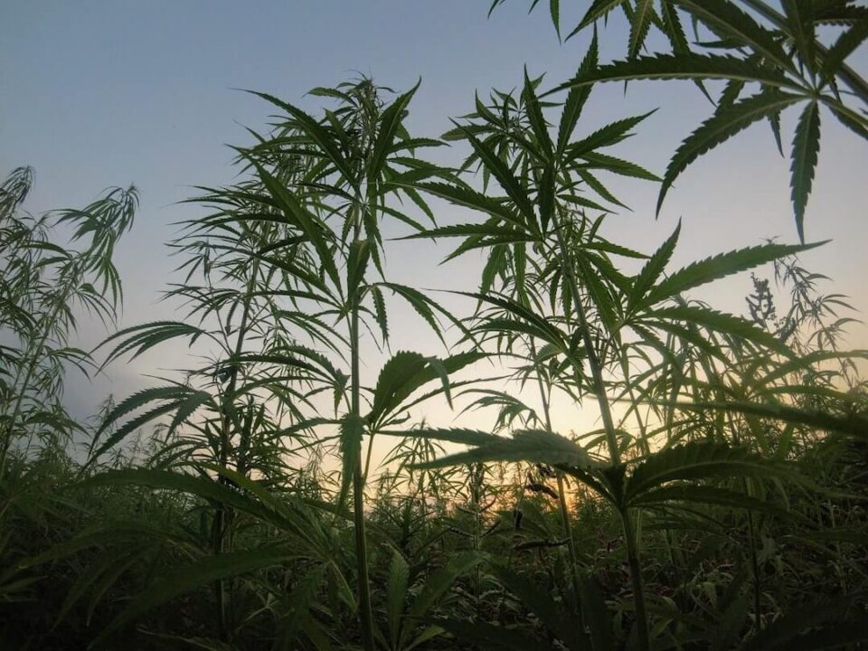 The Cannabaceae Family: Cannabis, Hops, and Beyond