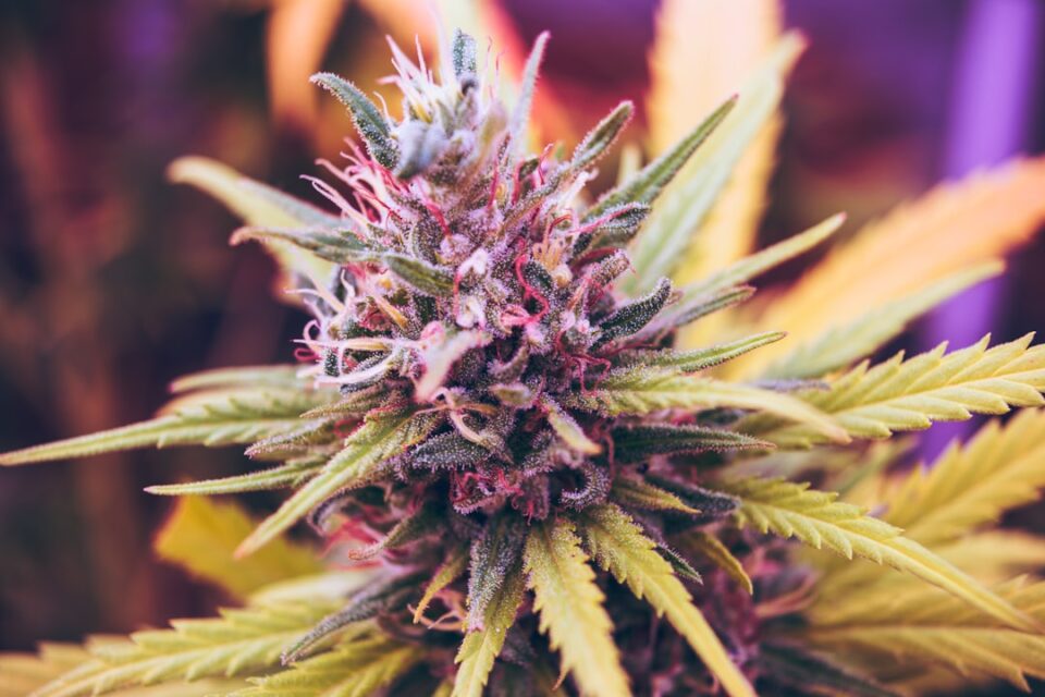Skunk Weed: The Strain That Shaped Modern Cannabis