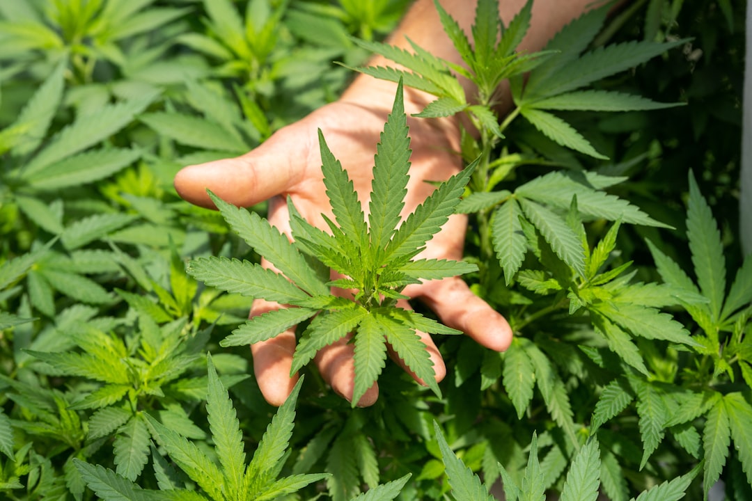 Cannabis Plant Anatomy: Parts & Functions | The Artist Tree